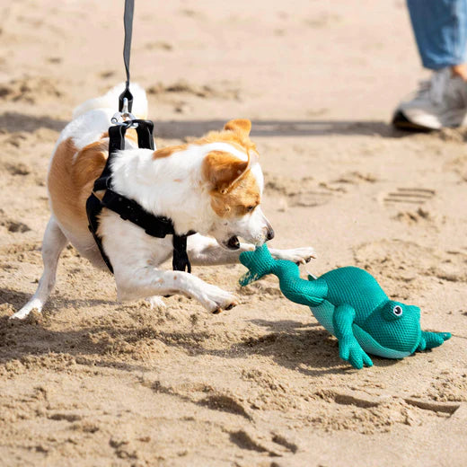 【Canada Pooch】Freeze & Chill Cooling Pal Teal Frog – PawPawDear