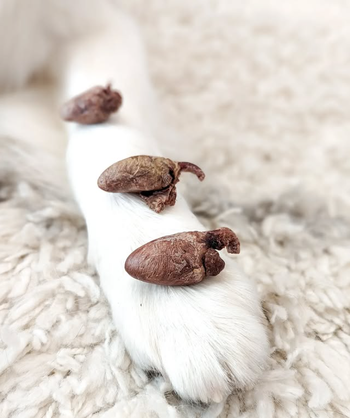 【Mimi & Soso】Dogs & Cats - Freeze Dried Treats - Chicken Hearts - 10g ...